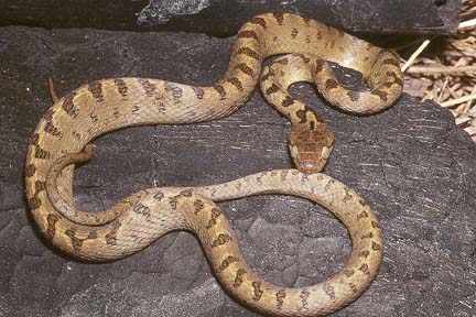 Gray Cat Snake - Reptiles World