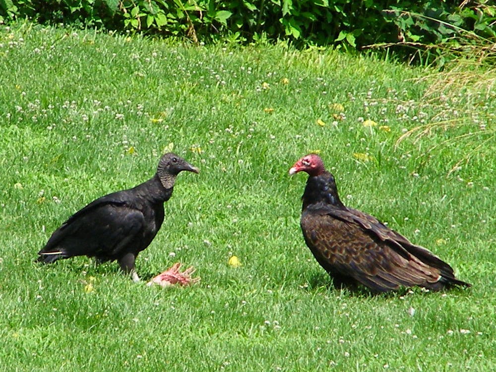 Blue Jay Barrens: Vultures