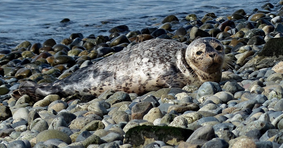Buzz's Marine Life of Puget Sound: HARBOR SEALS IN THE WATER AND ON THE ...