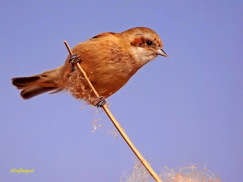 Miguel fotografia: Pájaro moscón europeo (Remiz pendulinus)