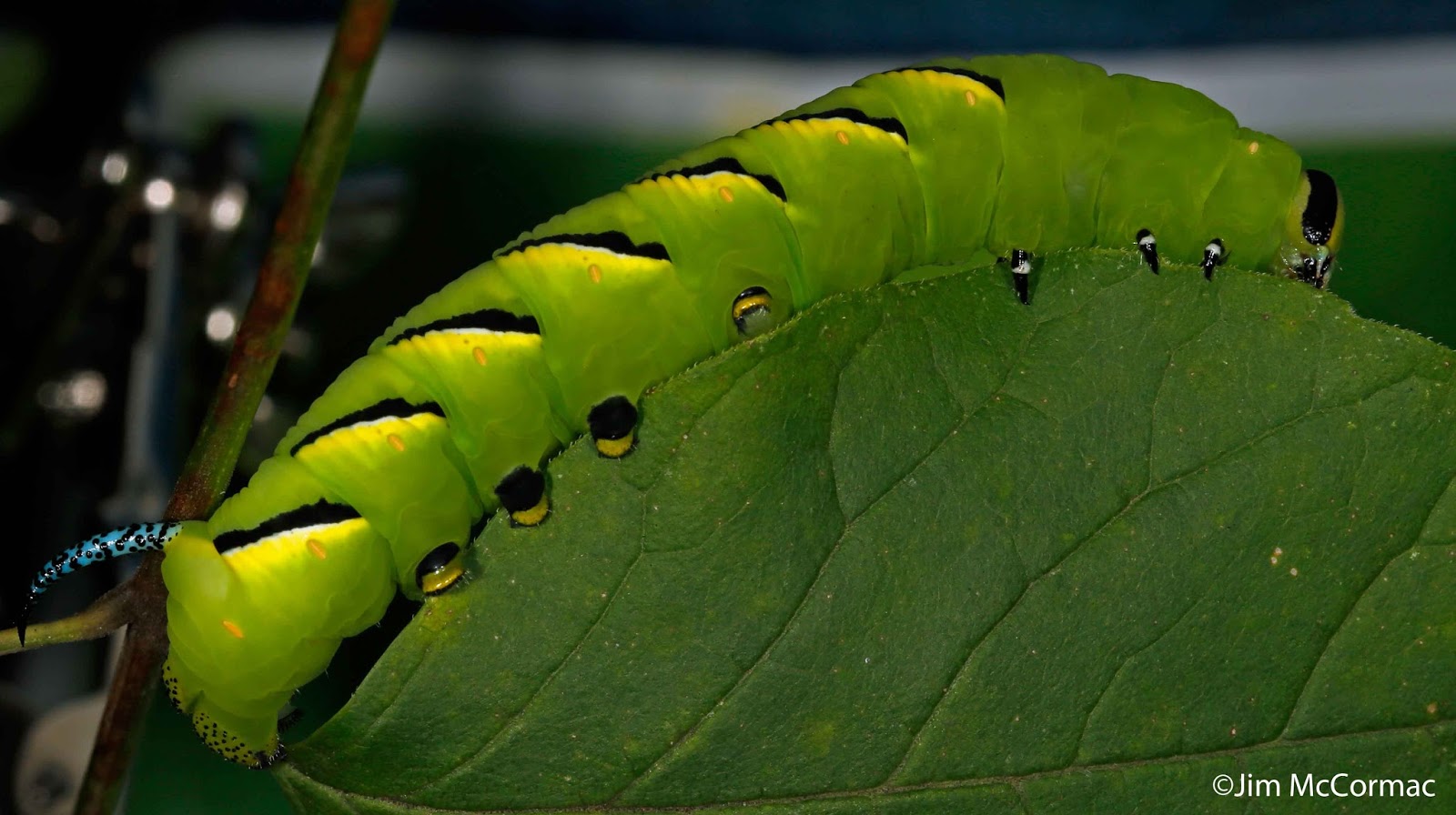 Ohio Birds and Biodiversity: Caterpillar mania!