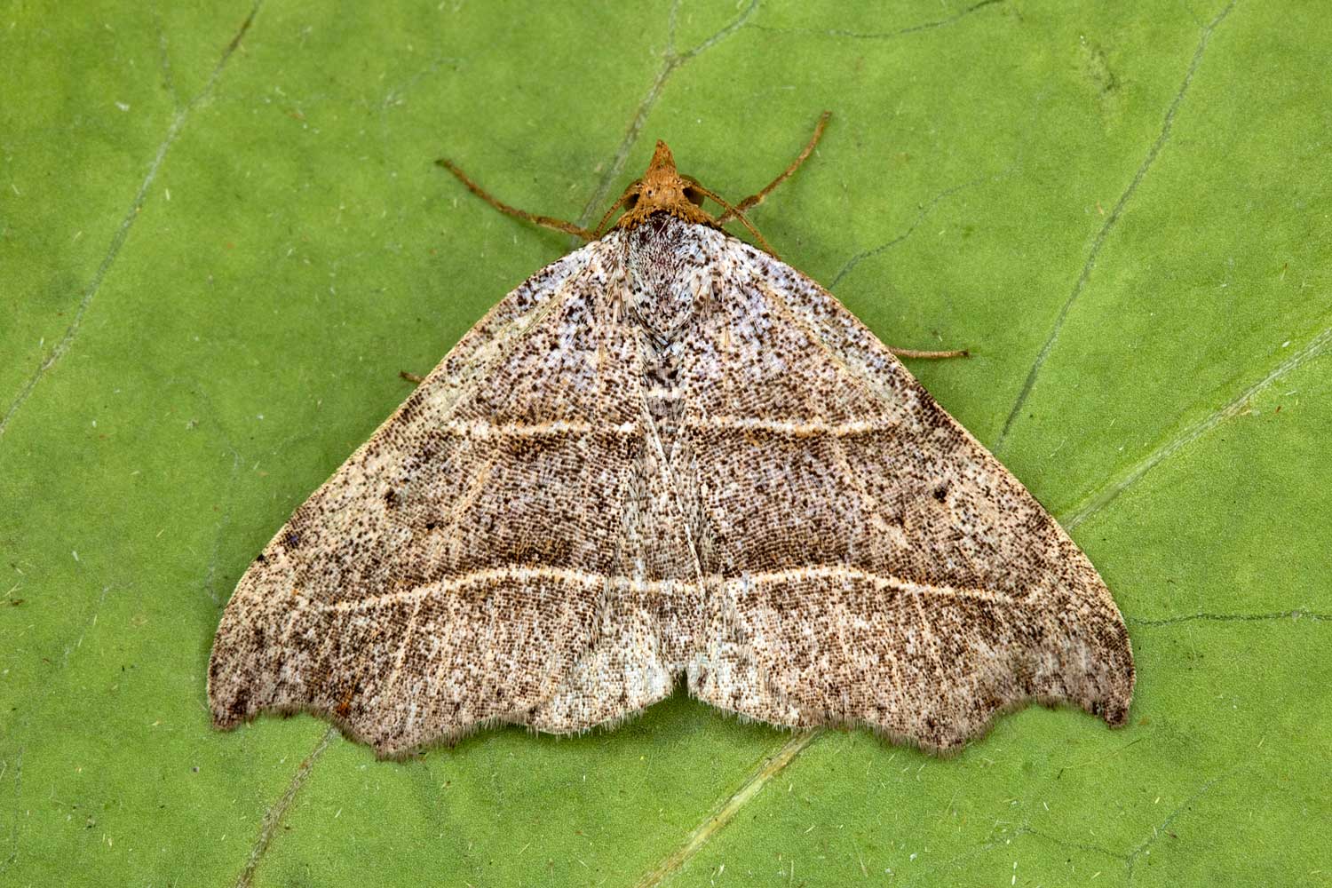 Moths of Boughton-under-Blean