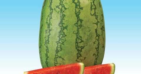 SCIENCE JOINTER: Tony's A to Z of growing watermelon 2023