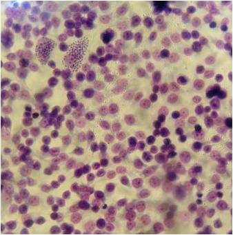 Aulas Práticas de Parasitologia - UFPE -: Leishmania sp. e Trypanosoma ...