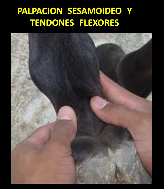 MANUAL DE COJERAS EN EQUINOS: EXAMEN CLINICO