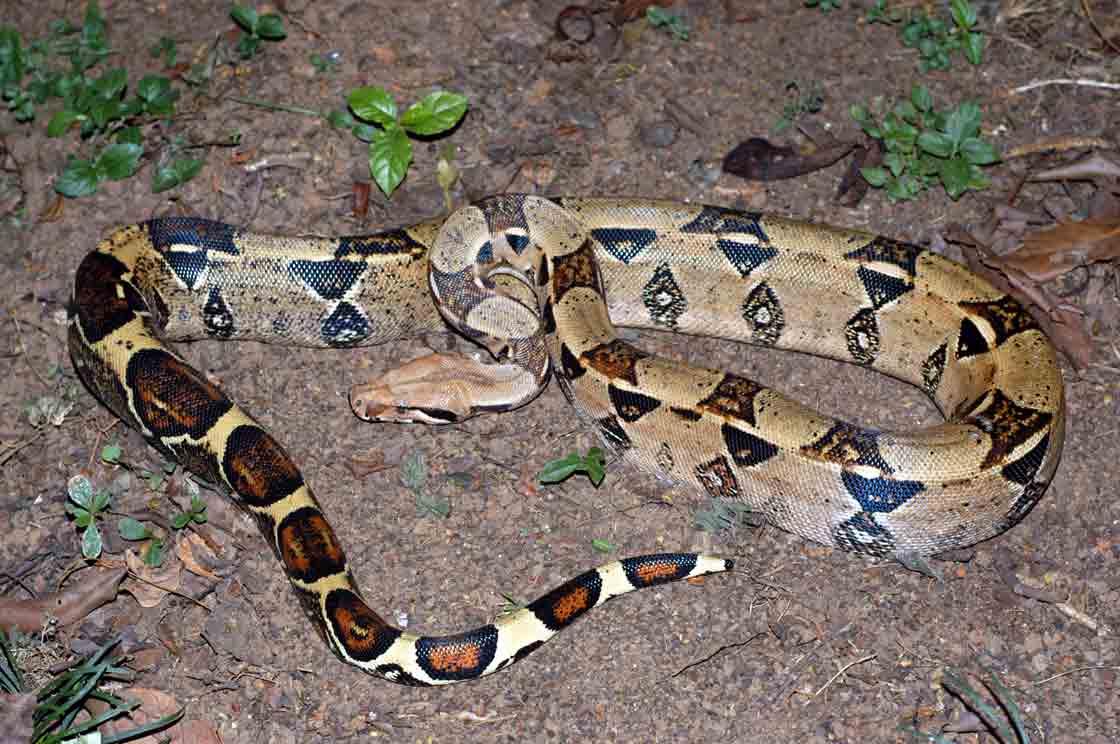 Serpentes Brasileiras - Espécies: Boa constrictor Linnaeus, 1758