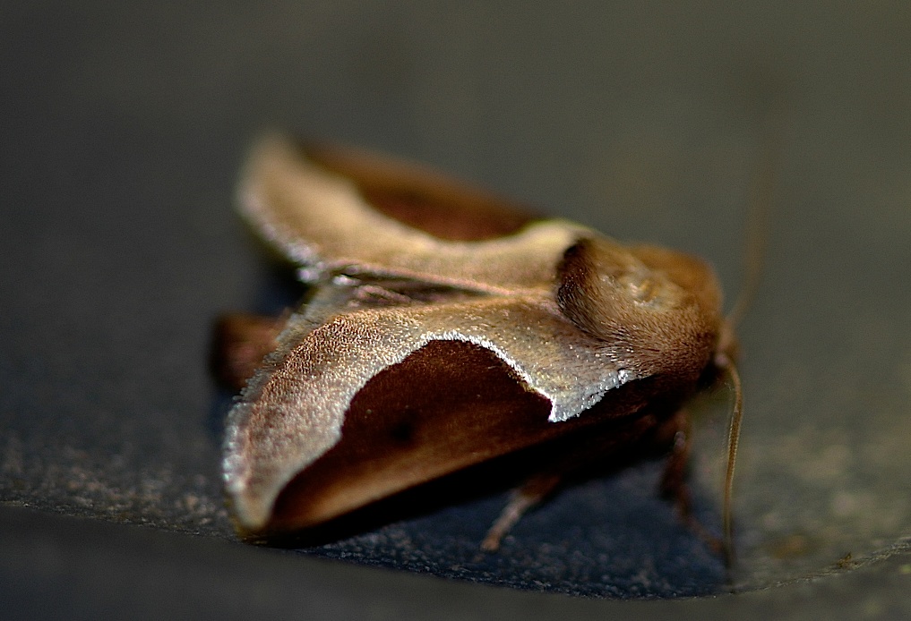 Field Biology in Southeastern Ohio: Slug Moths of Ohio, and related ...