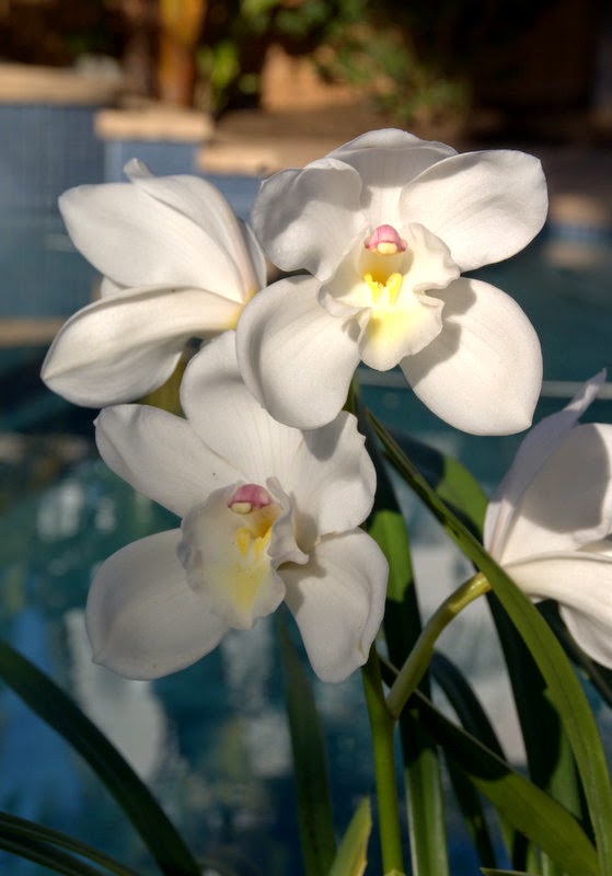 Organic Garden Dreams: White Cymbidium Orchids