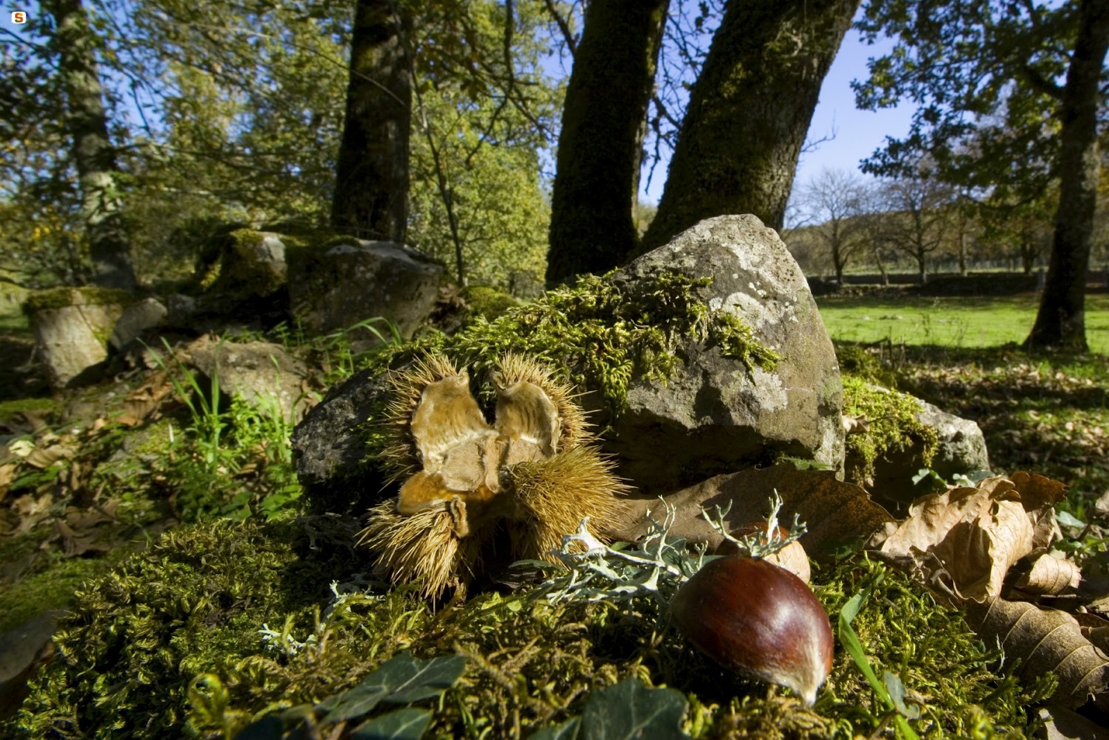 AmicoMario: LE CASTAGNE: IERI GRANDE RICCHEZZA DELLA CIVILTA’ CONTADINA ...