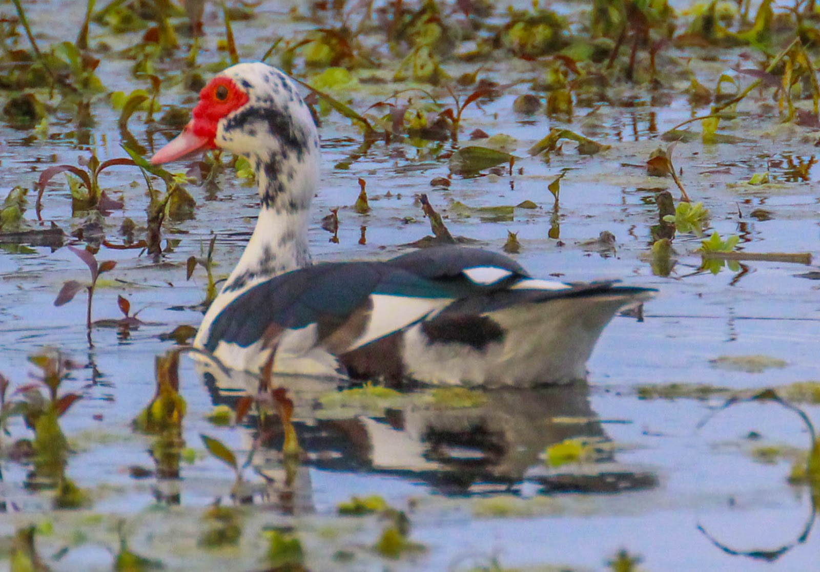 Cannundrums: Muscovy Duck (Feral)