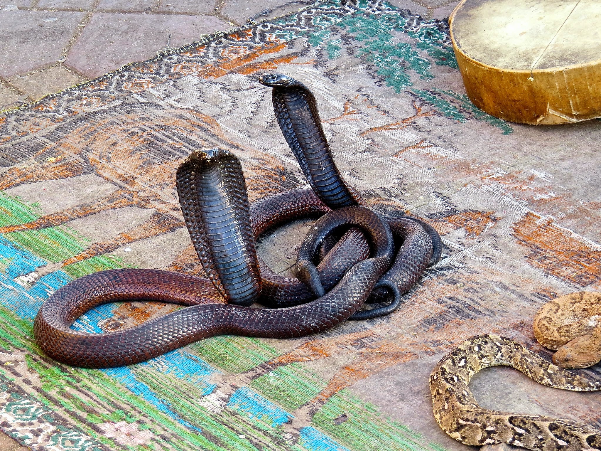 Garden Diary: Square Snakes.