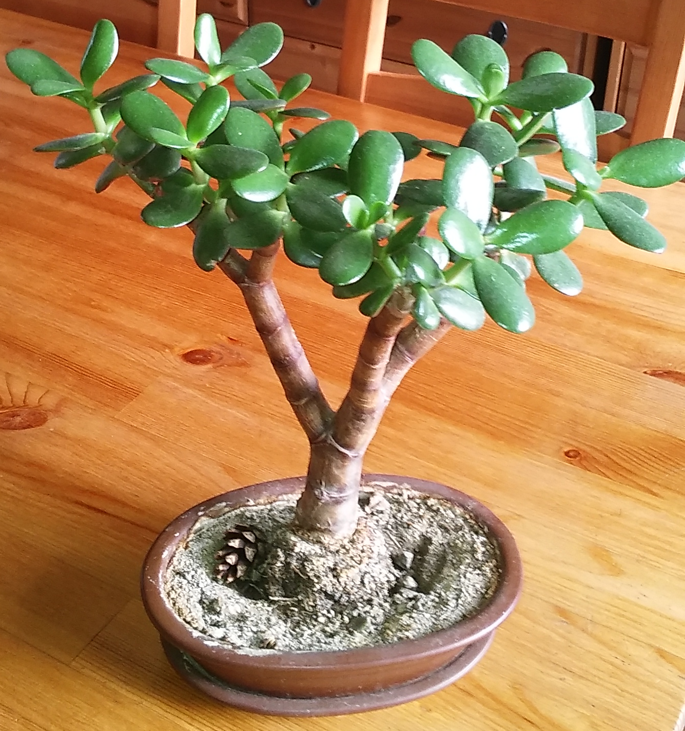 Japoński ogród: Grubosz - drzewko szczęścia