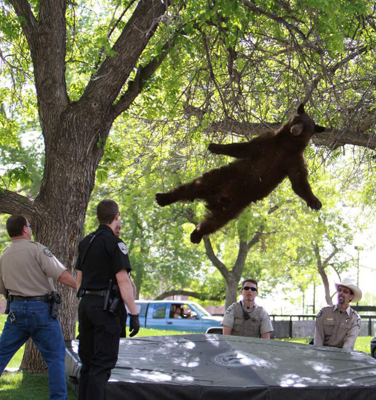 Animal News of the World: Floating Bear