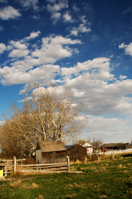 Our Little Haus On The Prairie: Spring onions, first harvest.