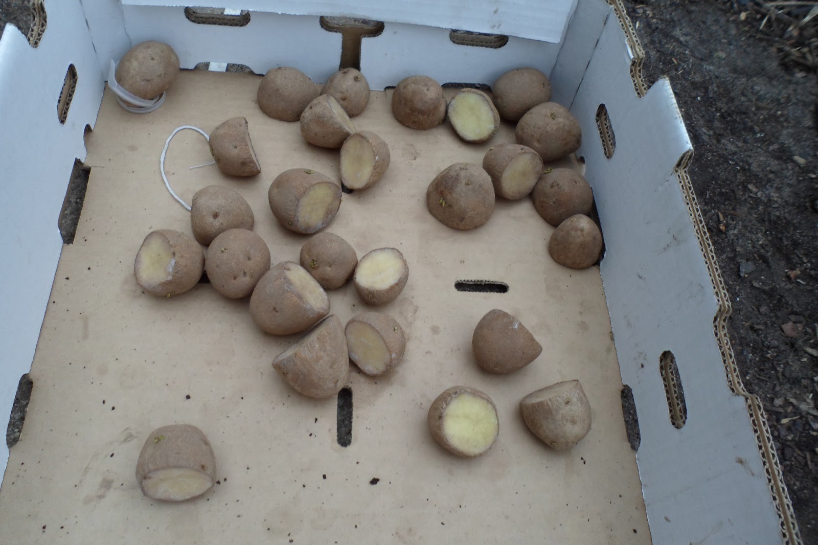 The Perennial Agriculturalist: potato patch 2013