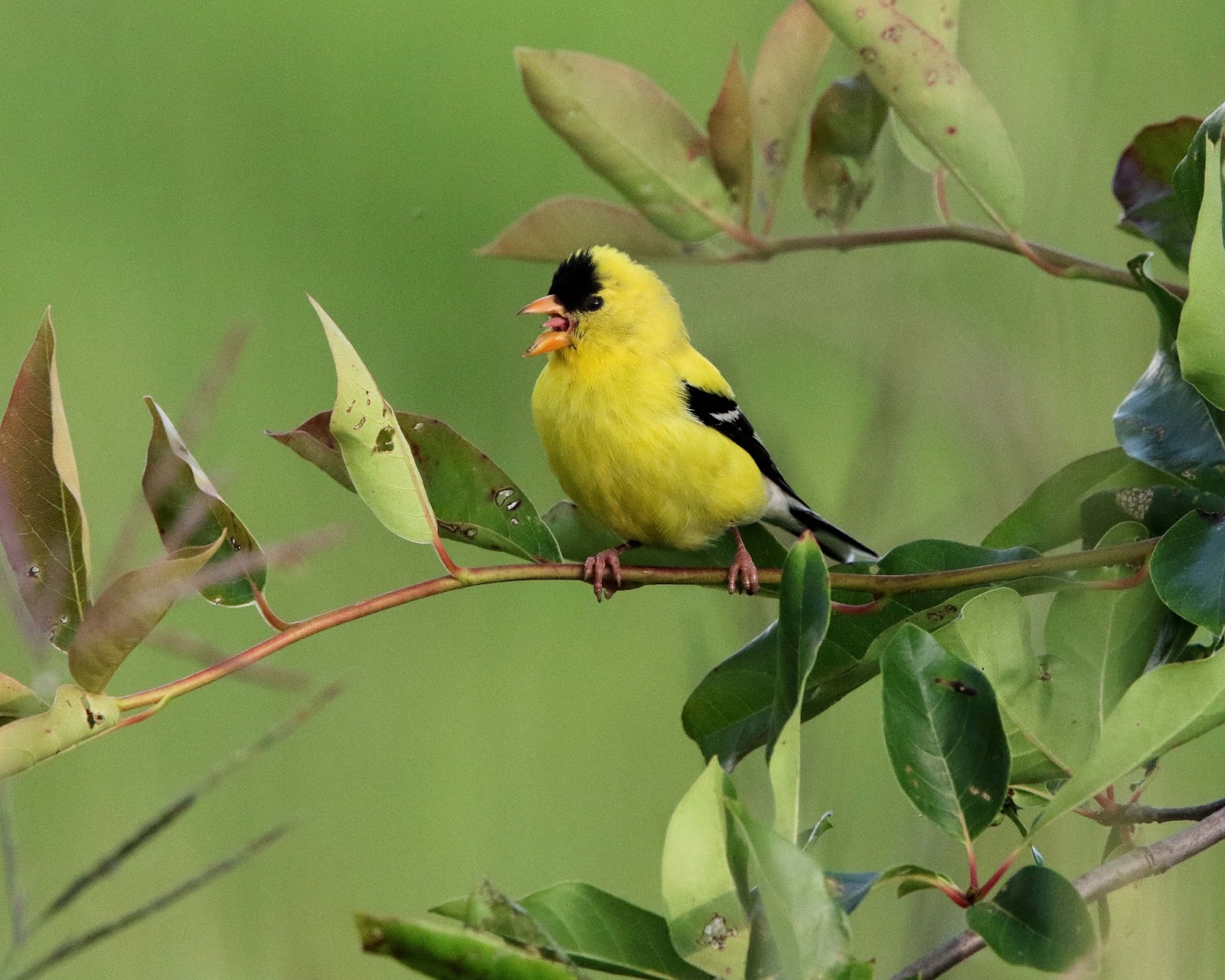 Birds from Behind : Last Month at Munroe...