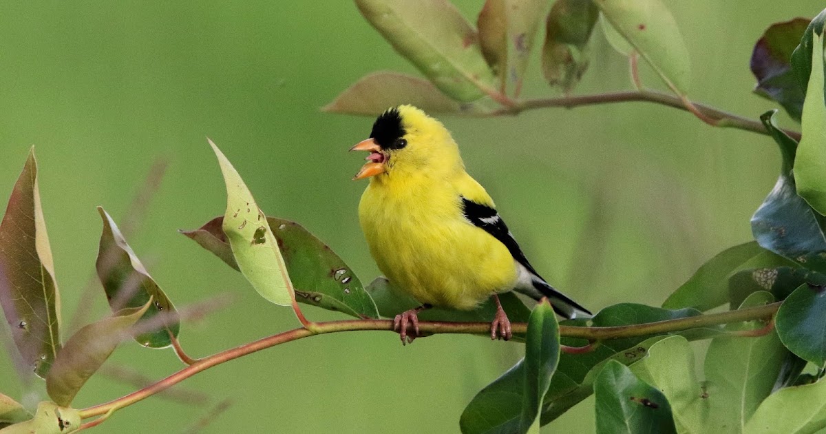 Birds from Behind : Last Month at Munroe...