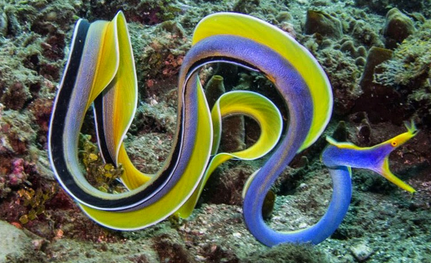 Biota Ekosistem Estuaria ~ DUNIA PMIPA