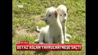 Yeni dünyaya gelen Beyaz Aslan yavruları sevinç yarattı - Video blogunuz