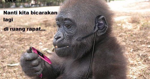 Kumpulan Meme Monyet | Kumpulan Meme Lucu