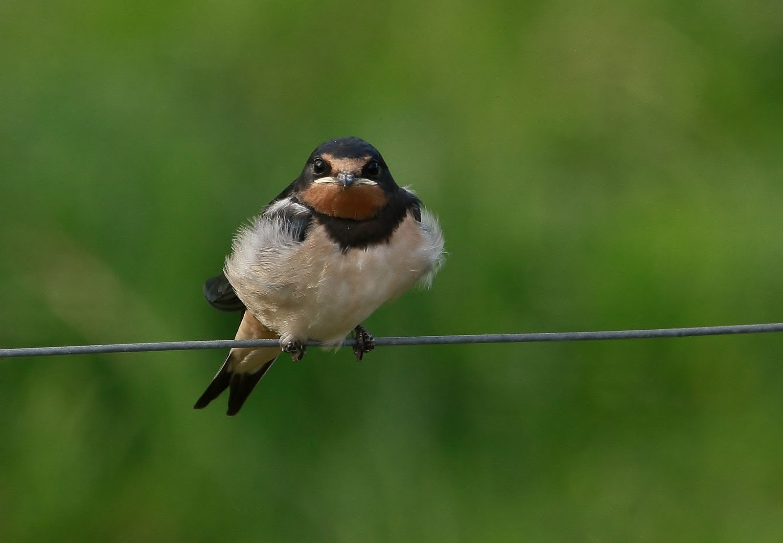 Nature photographer Svein R Johannessen : SVALER