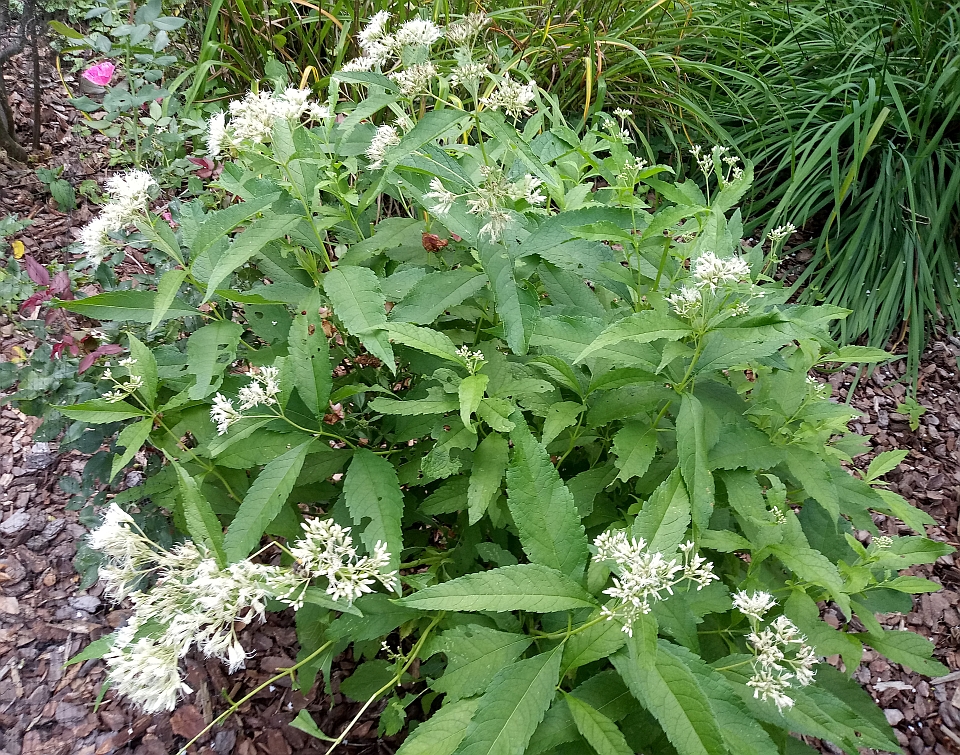 Future Plants by Randy Stewart: Eupatorium