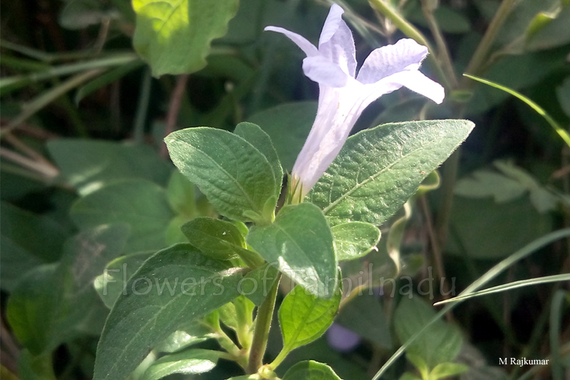 Ruellia prostrata - Prostrate Wild Petunia - Flowers of Tamilnadu