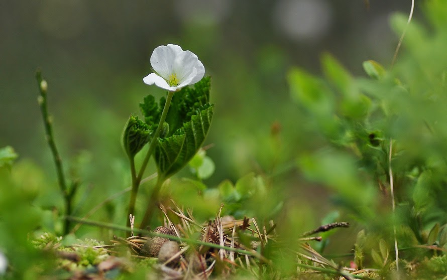 OBRAZY NATURY: Malina Moroszka