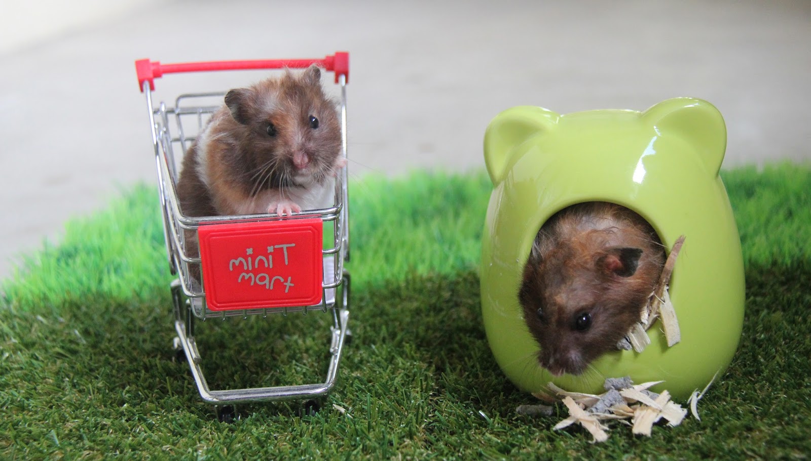 Natural PawPals: Two Gorgeous Calico Syrian Hamsters