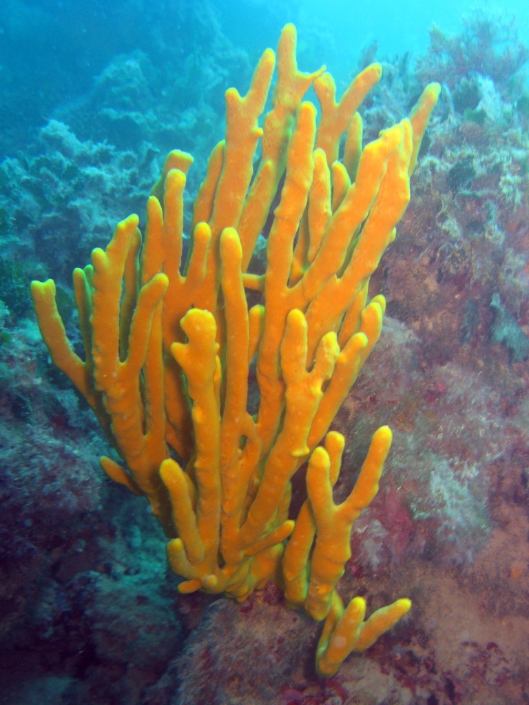 Taxonomía invertebrados no artrópodos: Phylum Porifera