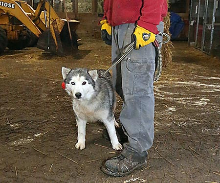 Four legged friends (and enemies): Michigan: Dog breeder Deborah Hosler ...