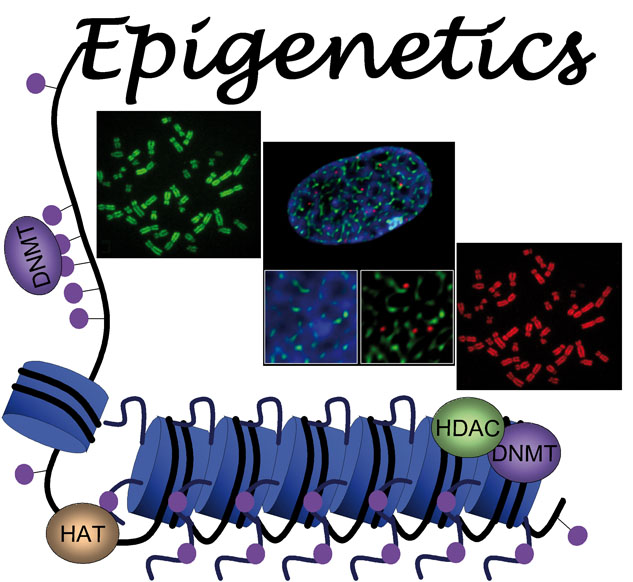 Biology Research Epigenetics: Introduction Epigenetics