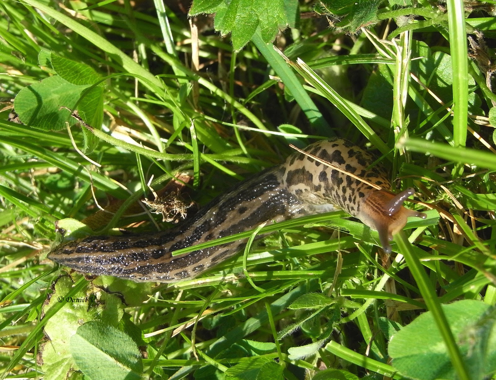 Macrophoto plaisir passion: Grosse limace jaune, Limax flavus