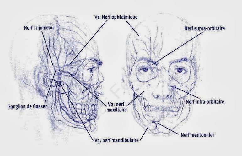 NERF TRIJUMEAU : TERRITOIRES SENSITIFS