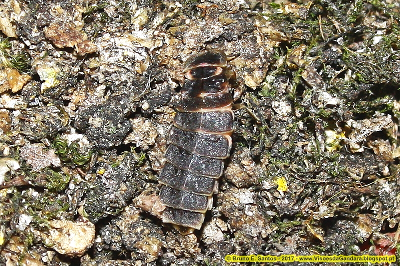 Visões da Gândara: Insecto Bioluminescente no Quintal - II: