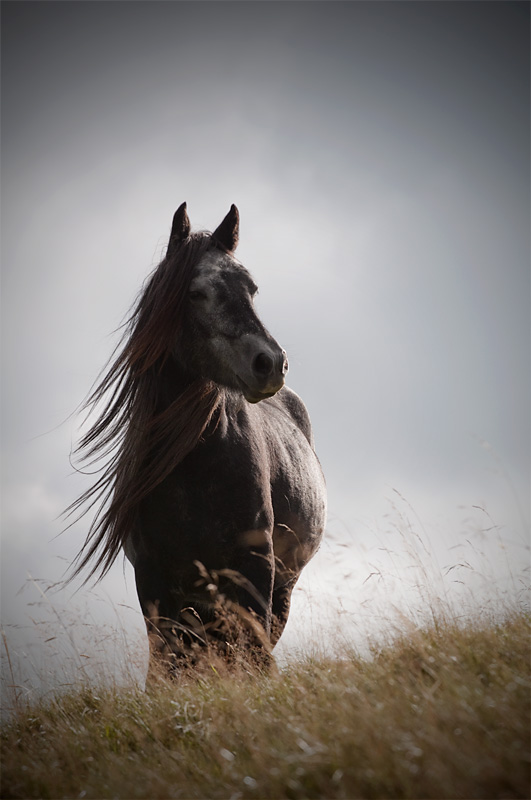 mitch mcfarlane photography: Grey Fell ponies
