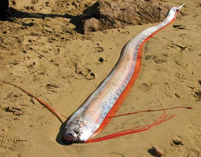 Oarfish - Fishes