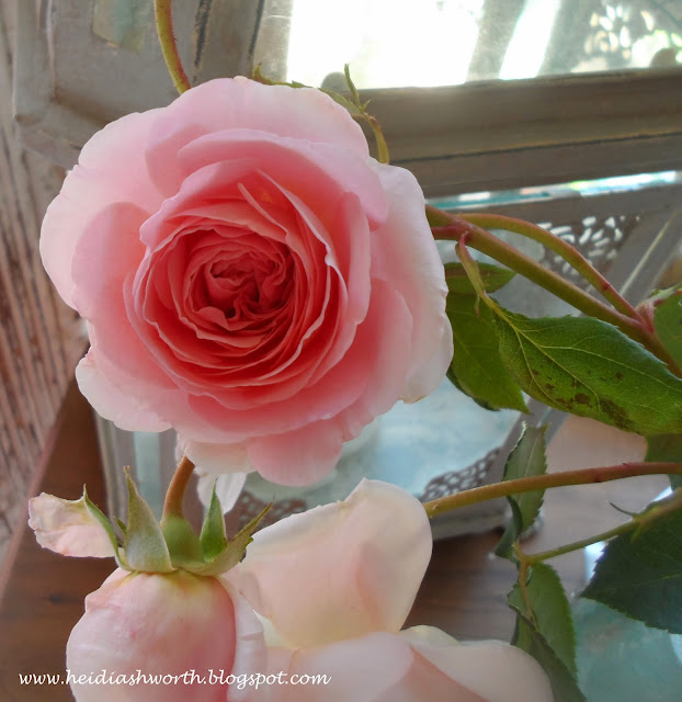 DUNHAVEN PLACE: Tis May, Tis May, the Rosy Month of May!