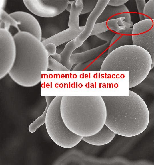 gli amici del bar: Peronospora in action!