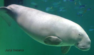 The Dugong | Info-Facts and Photos | The Wildlife