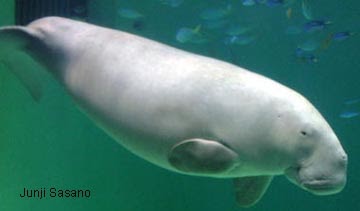 The Dugong | Info-Facts and Photos | The Wildlife