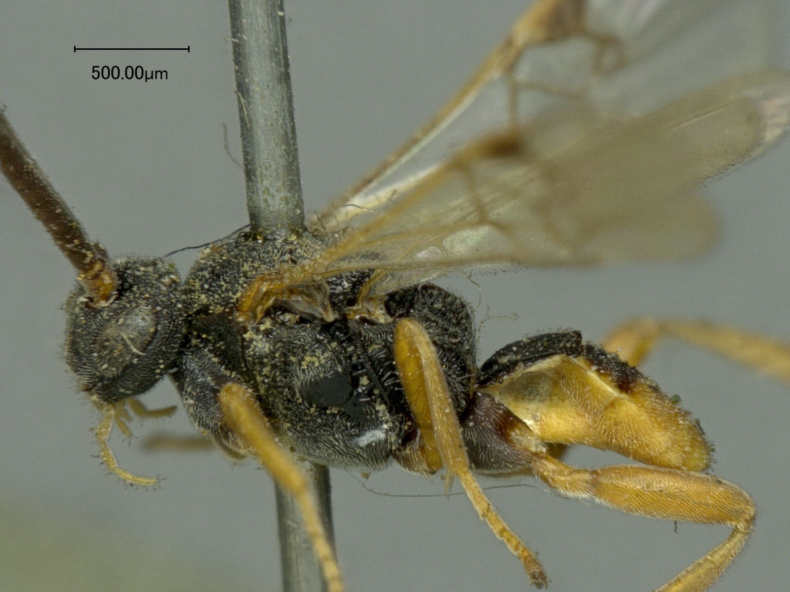 BRACONID WASPS, CATERPILLARS, AND BIOCONTROL: Canadian Microgastrinae ...
