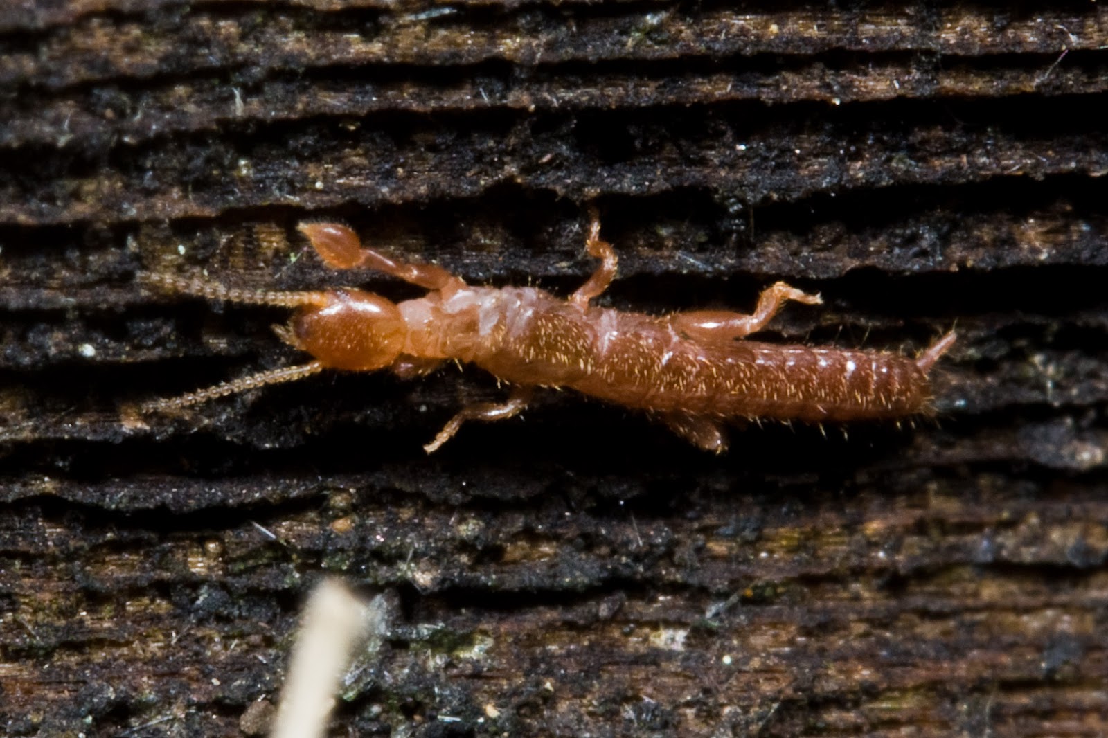 Real Monstrosities: Webspinner