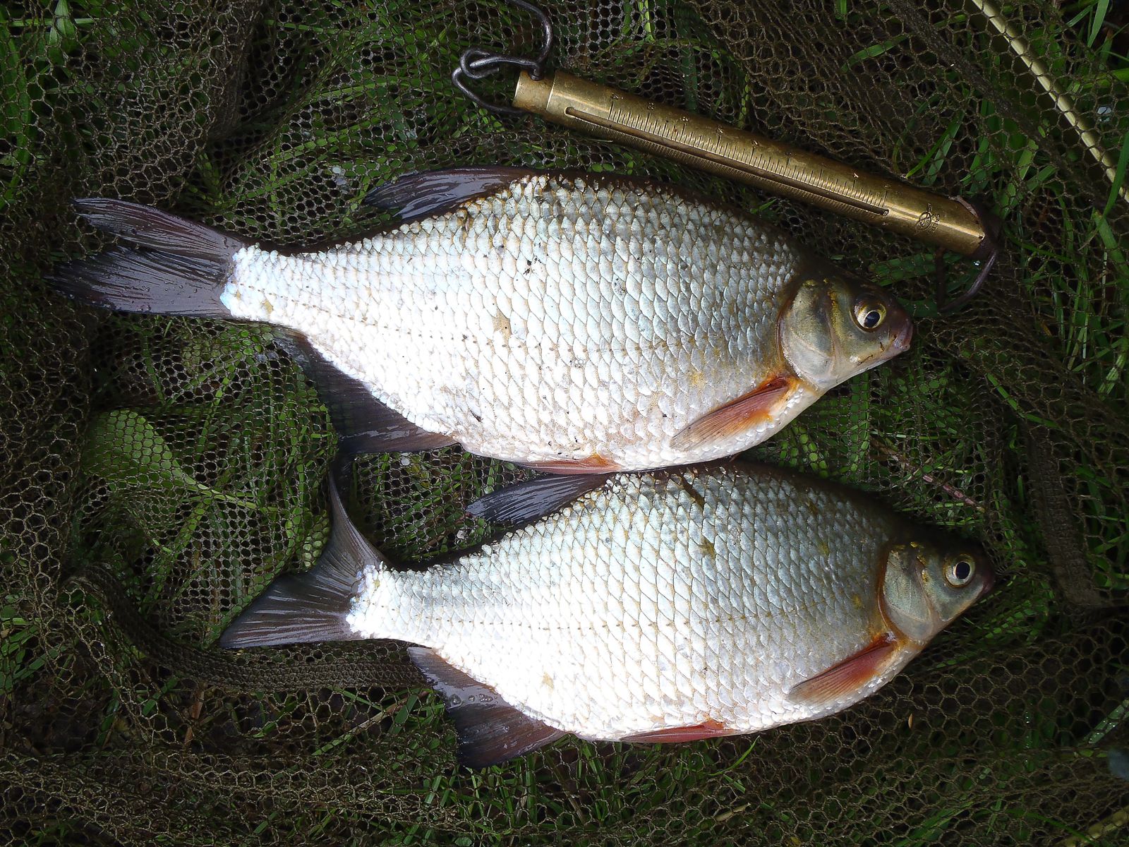 Idler's Quest: Silver Bream - Tomorrow...