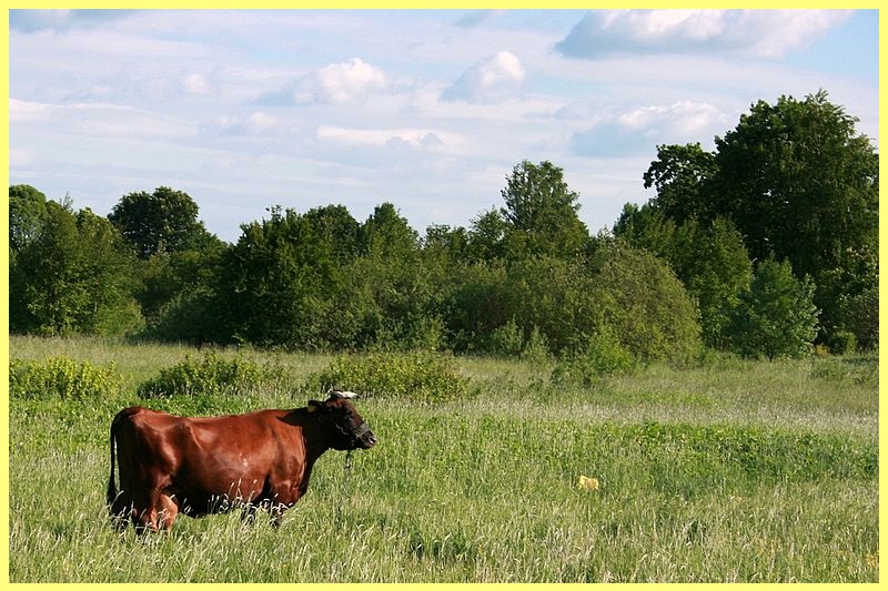 Monedas y Mundo: 2 Euros Letonia 2016: Vaca