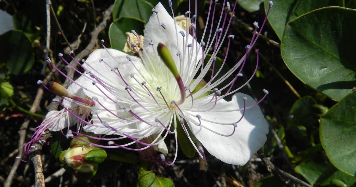 naturconsejos: ALCAPARRA (Capparis spinosa)