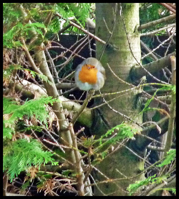 Wild and Wonderful: Home Patch: What the Robin Saw ...