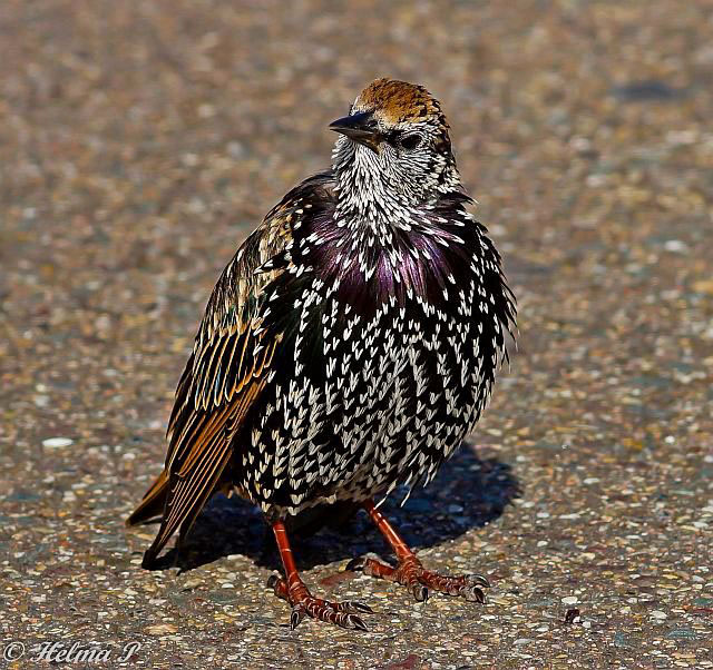 Helma's natuurfoto's: Nog jonge Spreeuwen....