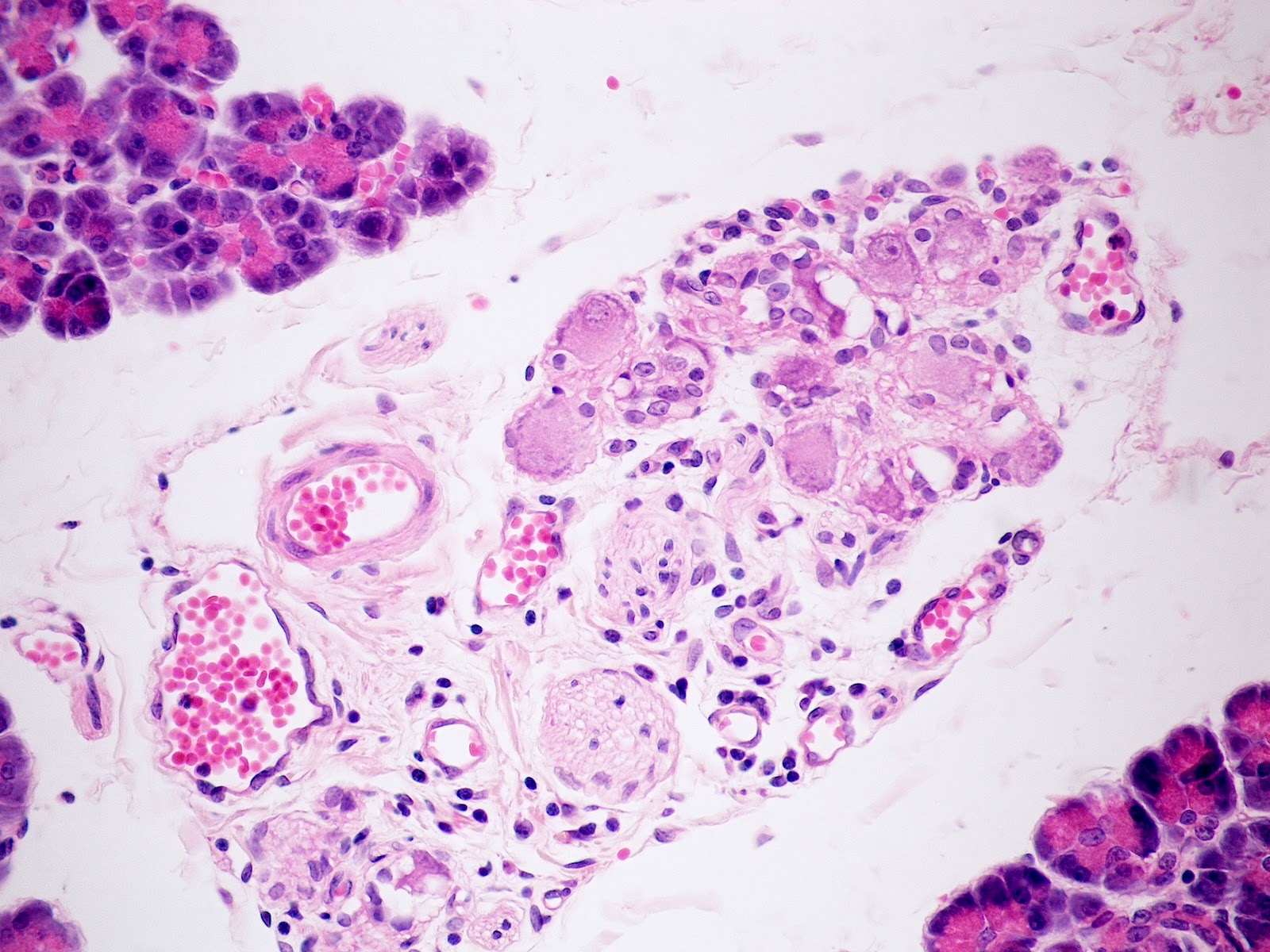 SOS BIOLOGIA CELULAR Y TISULAR: TEJIDO NERVIOSO. GANGLIO 1. Nervous ...