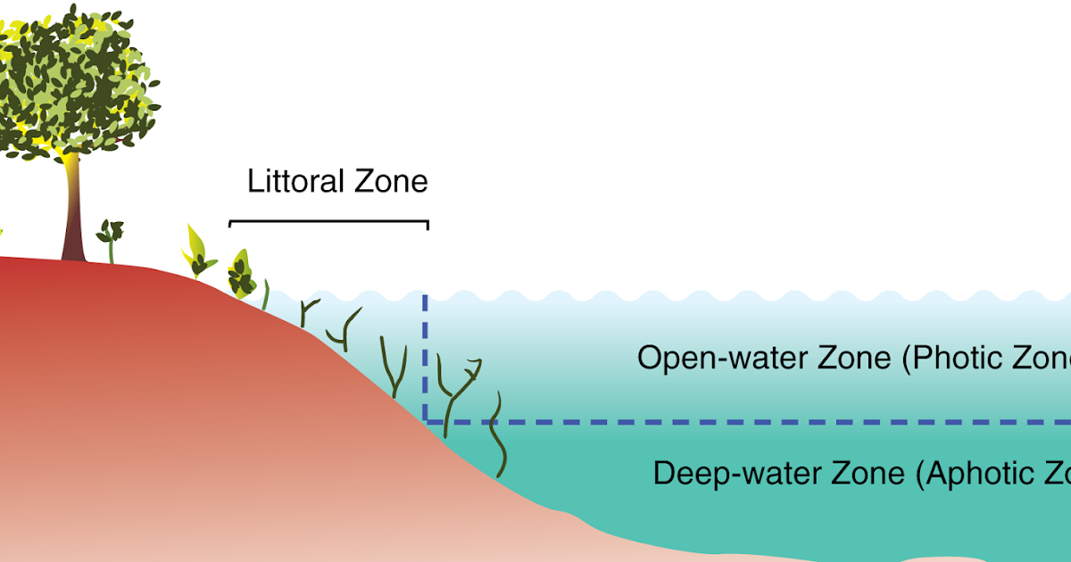 SCIENCENOTES: Growth forms/Life forms and structure of community